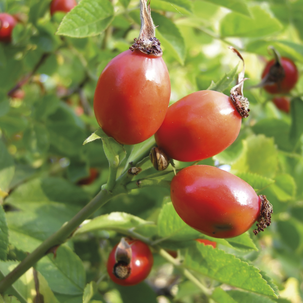 Earth Month: Sustainable sourcing | Our Blog | Liz Earle Beauty Co.